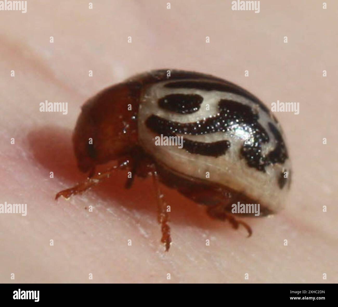 Ambrosia Leaf Beetle (Calligrapha tortuosa) Grand loop trail Stock ...