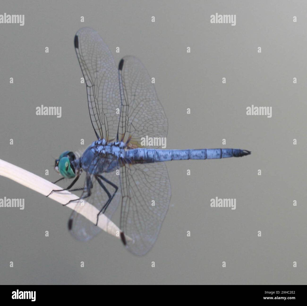 Blue Dasher (Pachydiplax longipennis) Wetlands Park LAs Vegas Stock ...