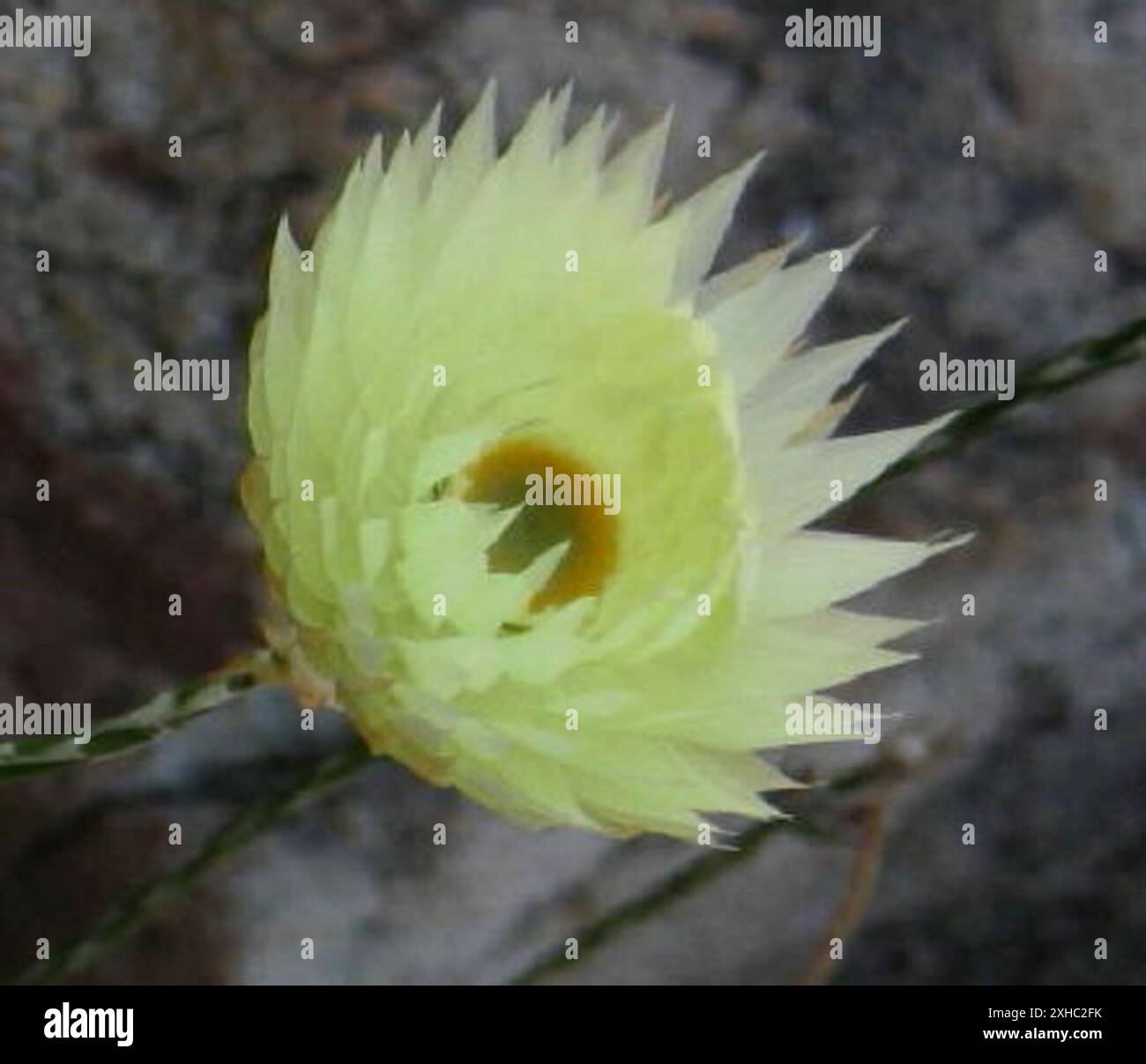 Common Scaly Sewejaartjie (Edmondia sesamoides) Spooknekcircuit in the ...
