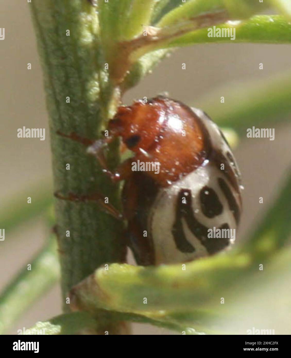 Ambrosia Leaf Beetle (Calligrapha tortuosa) Grand loop trail Stock ...