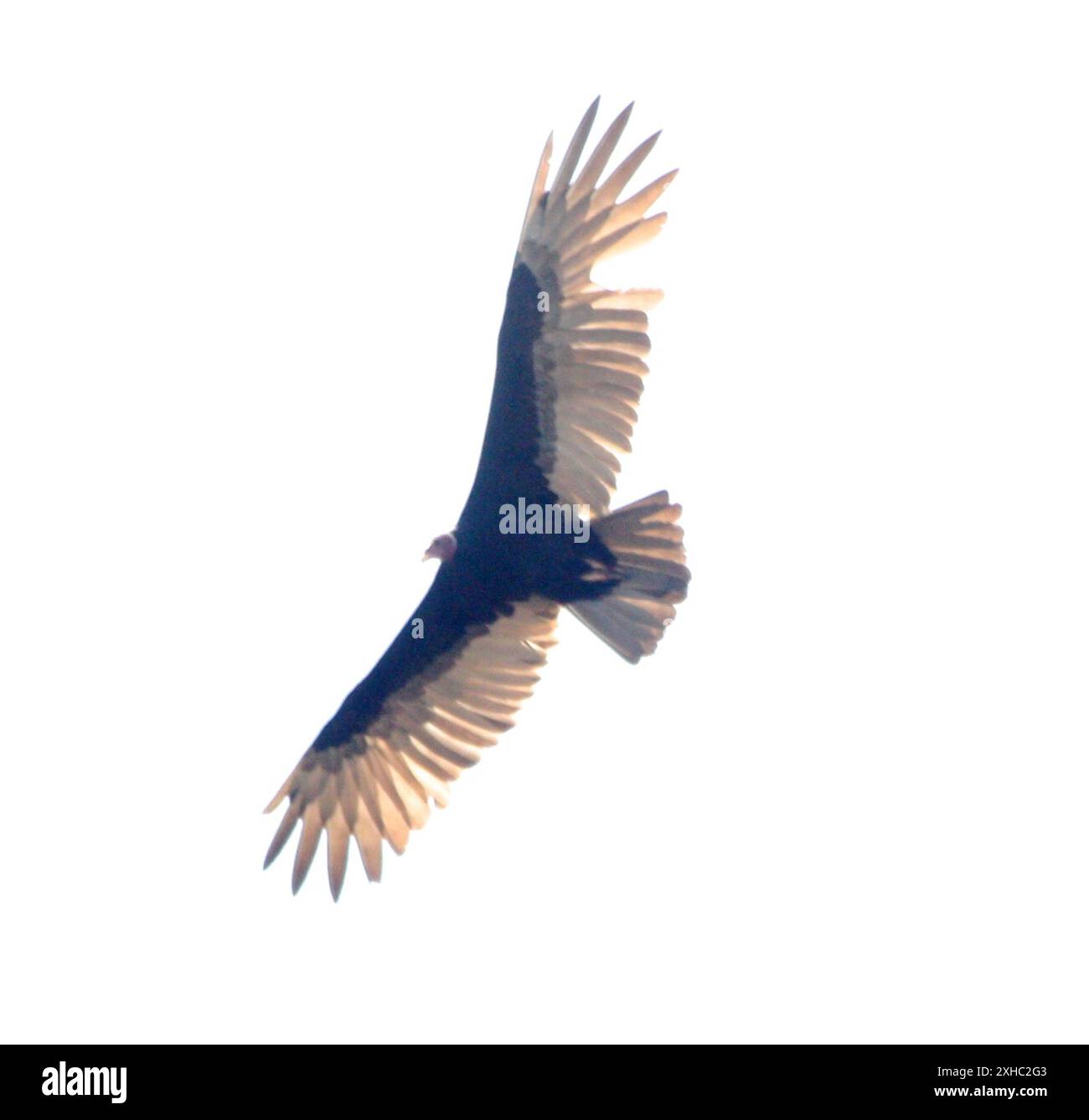 Turkey Vulture (Cathartes aura) Madre de Dios, Peru Stock Photo - Alamy