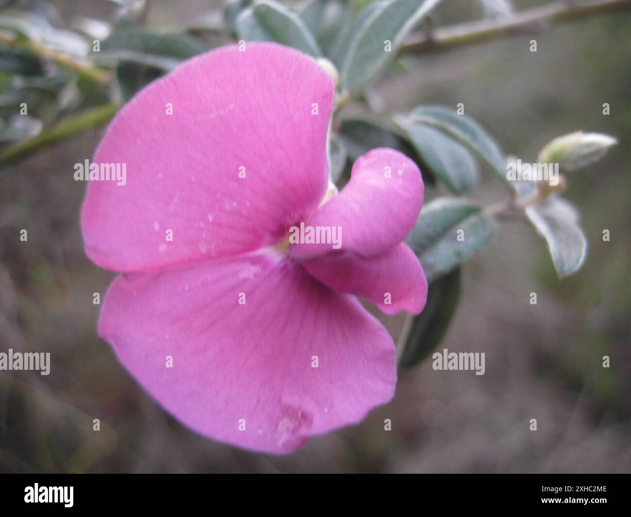 Cape Sweetpeas (Podalyria) Dune Molerat Reserve at the Lookout Stock ...