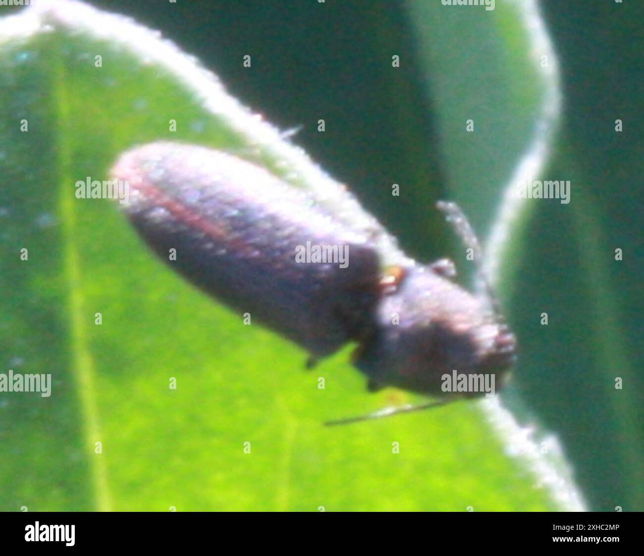 Click Beetles (Elateridae) Daly City, California, United States Stock ...