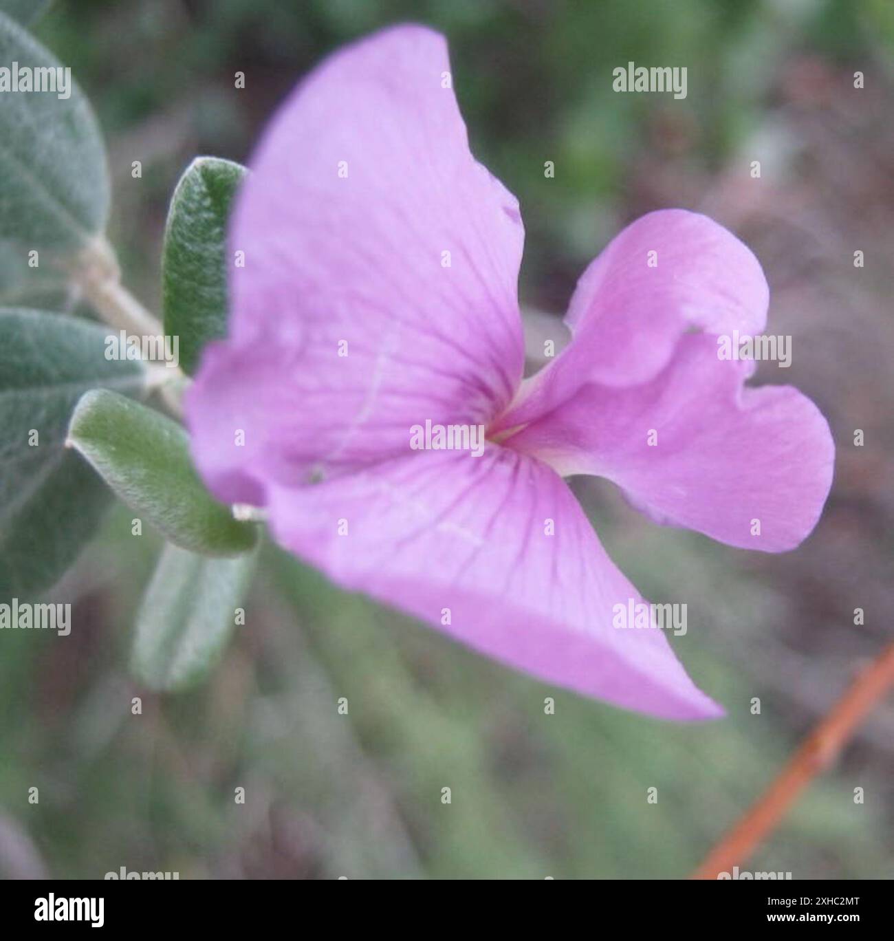 Cape Sweetpeas (Podalyria) Dune Molerat Reserve at the Lookout Stock ...
