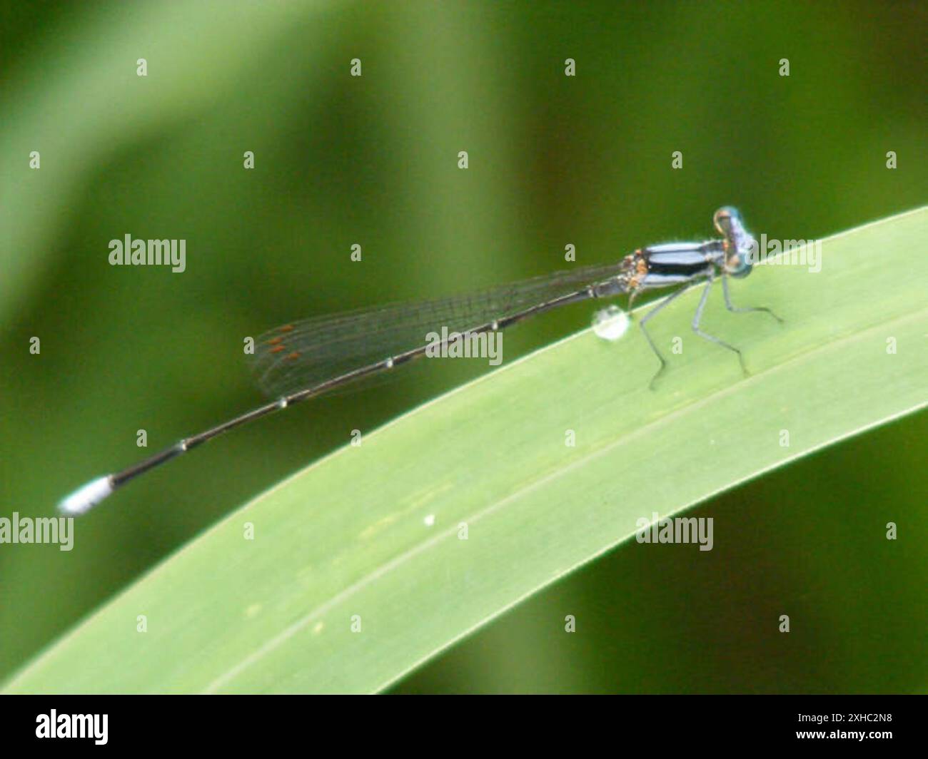 Common Threadtail (Elattoneura glauca) N4, Nkomazi, Althorpe: Althorpe ...