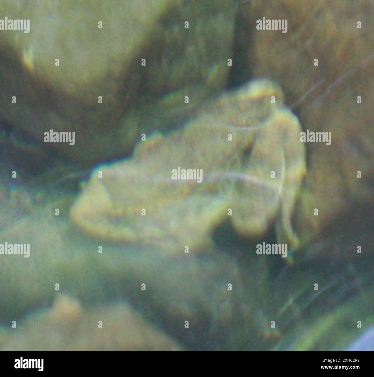 Foothill Yellow-legged Frog (Rana boylii) California, US Stock Photo ...