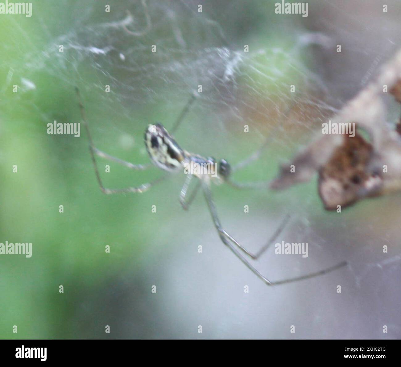 Sierra Dome Spider (Neriene litigiosa) Redwood City, California, United ...