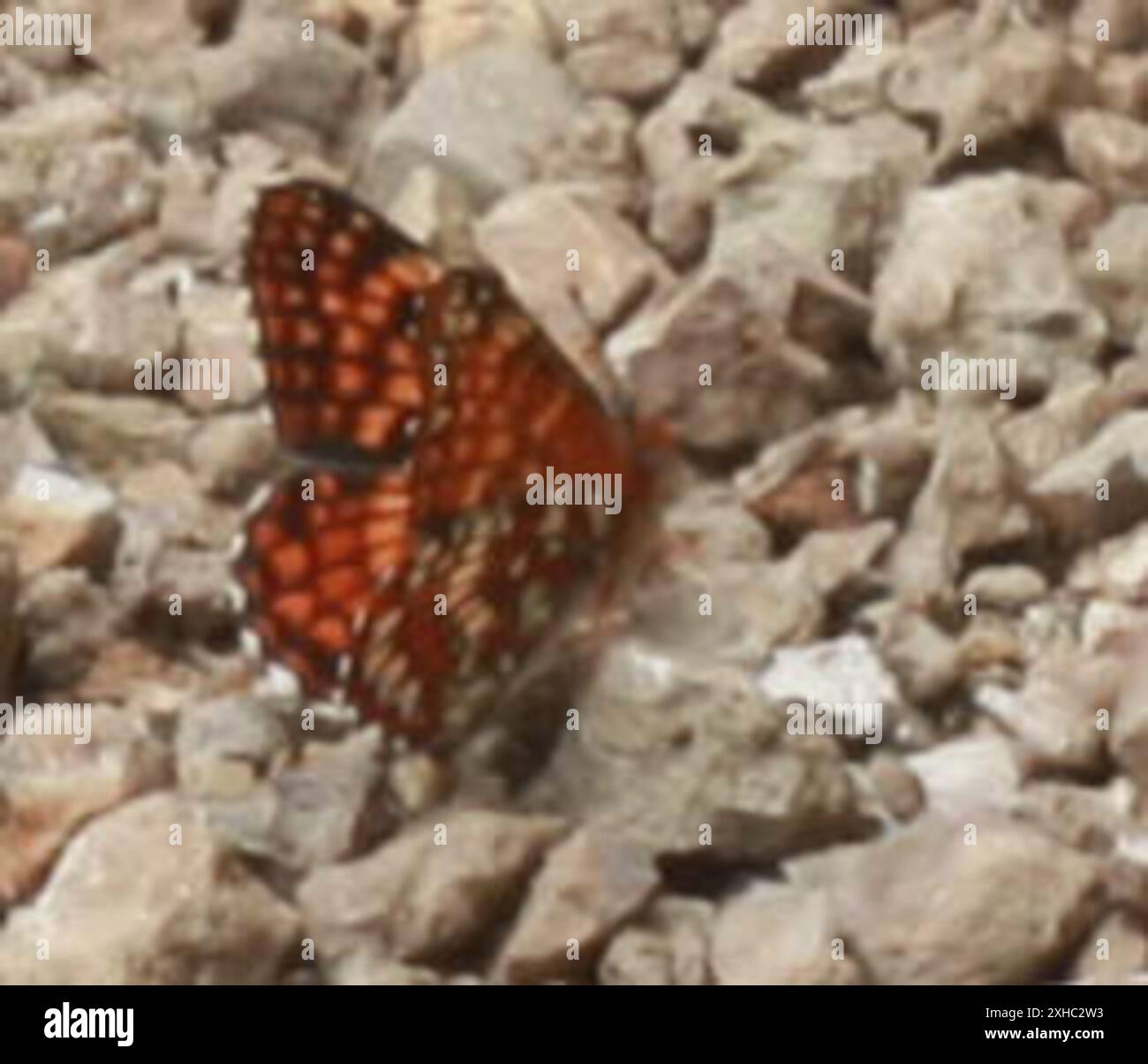 Northern Checkerspot (Chlosyne palla) Calistoga, California, United ...