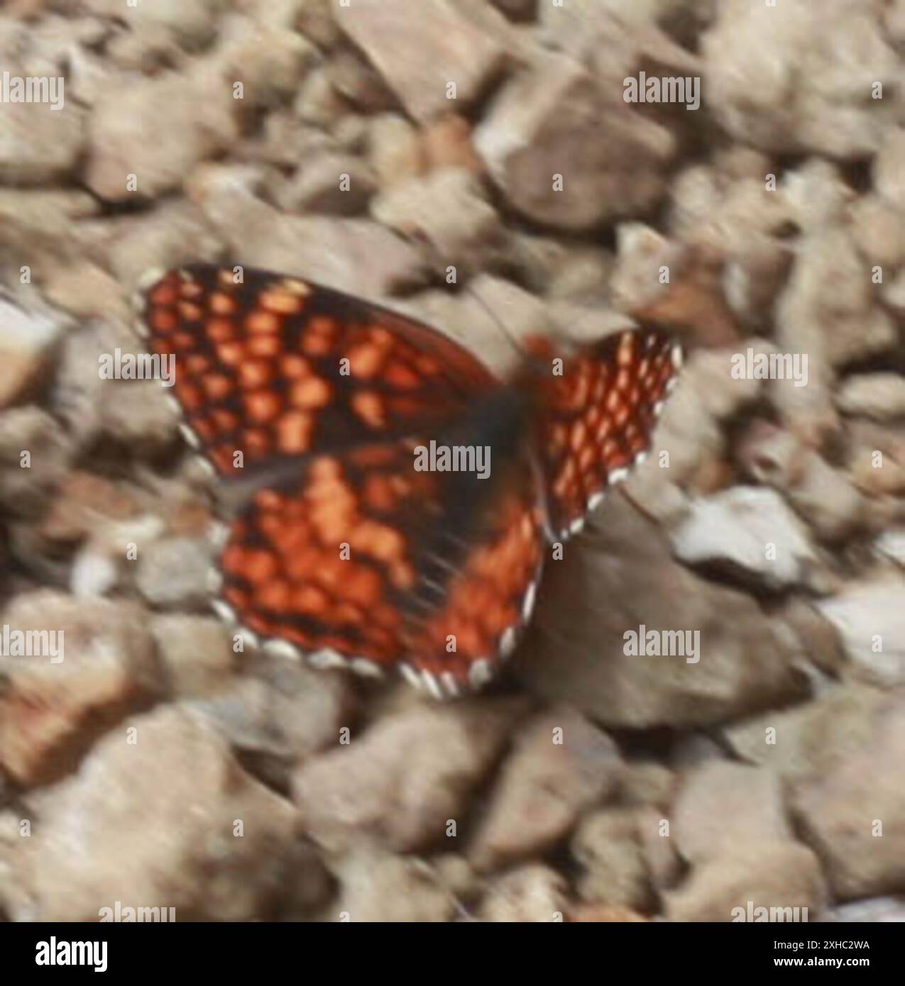 Northern Checkerspot (Chlosyne palla) Calistoga, California, United ...