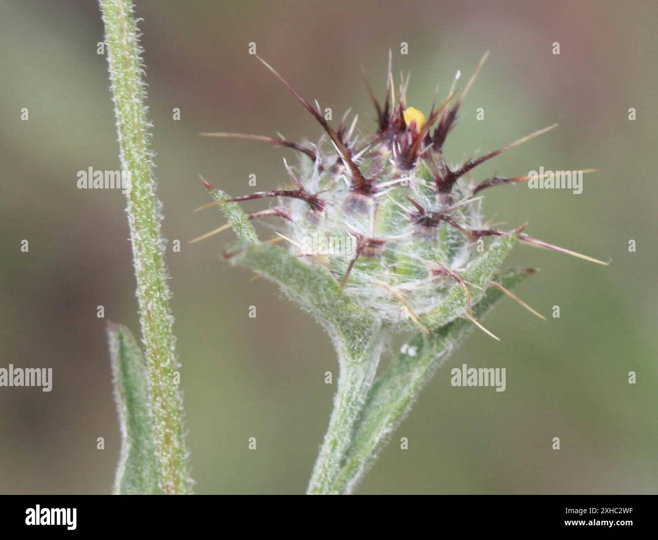Maltese star-thistle (Centaurea melitensis) Calistoga, California ...