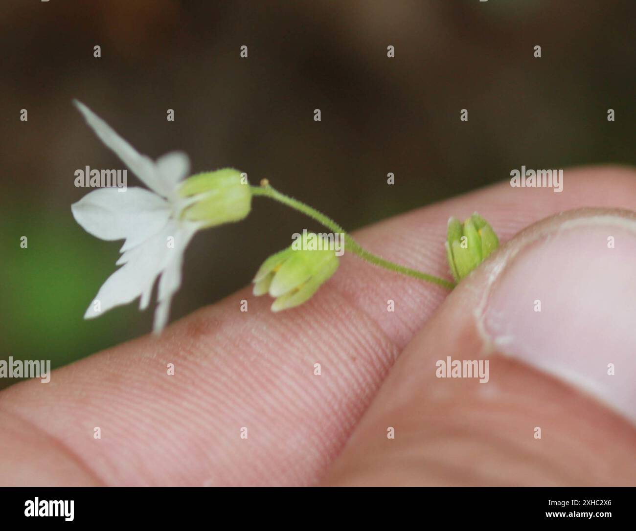 hillside woodland star (Lithophragma heterophyllum) Calistoga ...