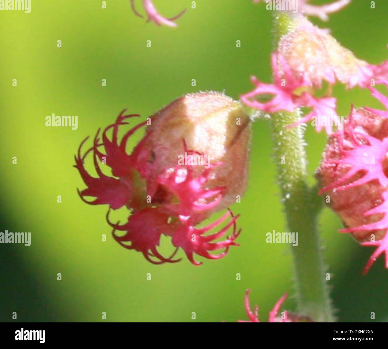 fringe cups (Tellima grandiflora) Daly City, California, United States ...
