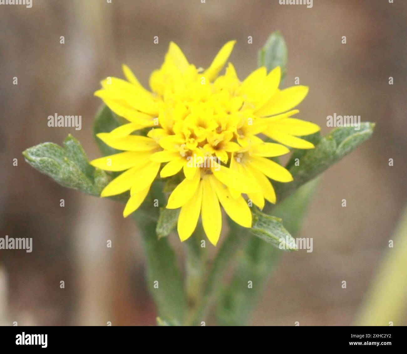 San Francisco lessingia (Lessingia germanorum) California, US Stock ...