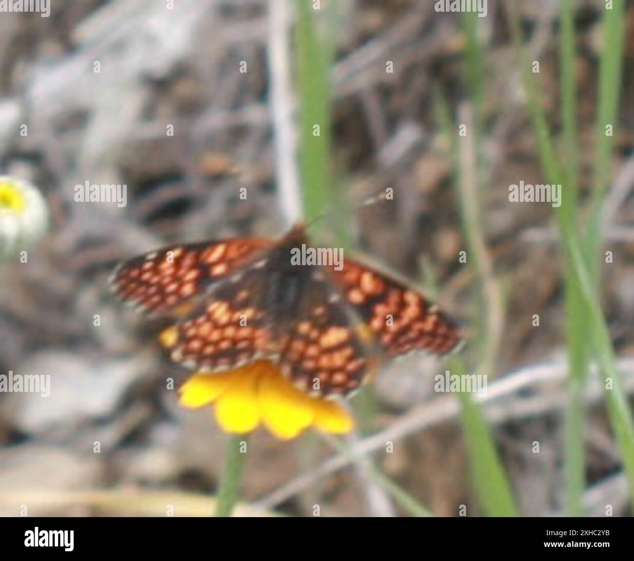 Northern Checkerspot (Chlosyne palla) Calistoga, California, United ...