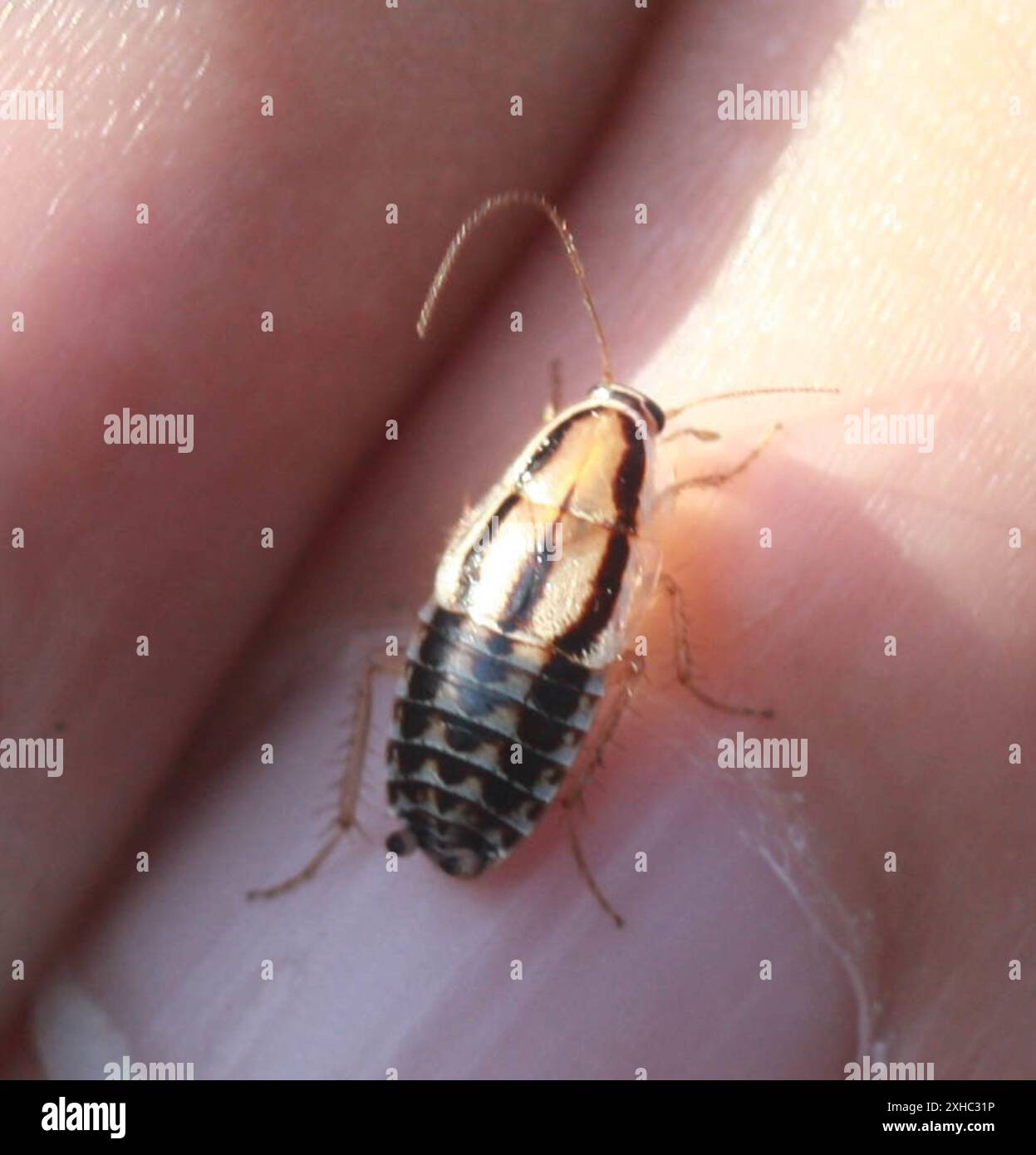Three-lined Cockroach (Luridiblatta trivittata) Tennessee Valley Marin ...
