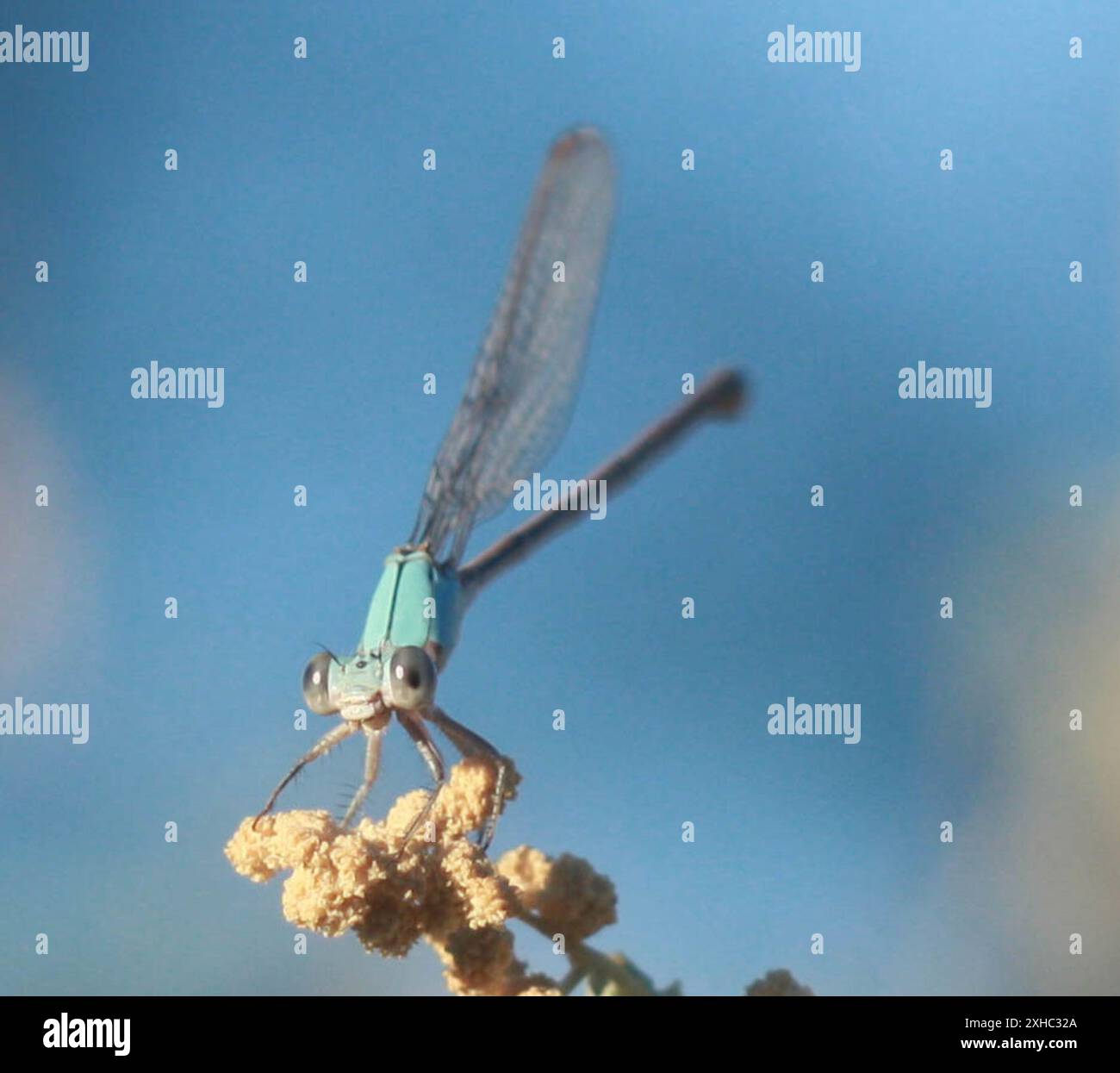 Powdered Dancer (Argia moesta) Henderson, Nevada, United States Stock ...