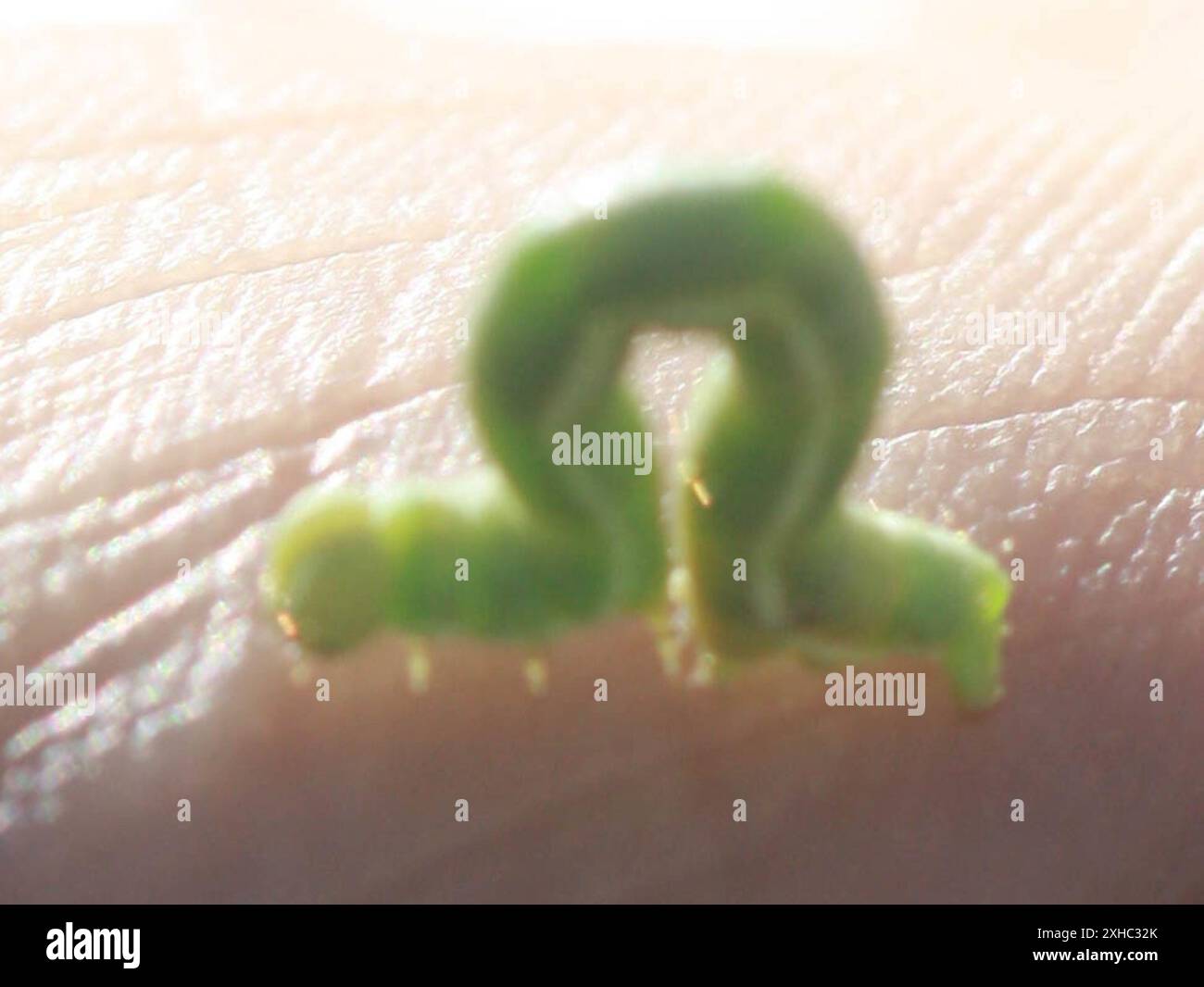 Geometer Moths (Geometridae) Red Rock Canyon visitor center Stock Photo ...
