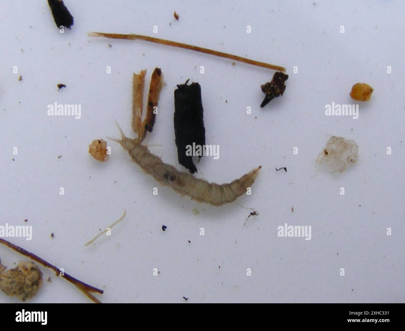 Water Snipe Flies (Athericidae) R45, Franschoek: At LOrmarins Stock ...