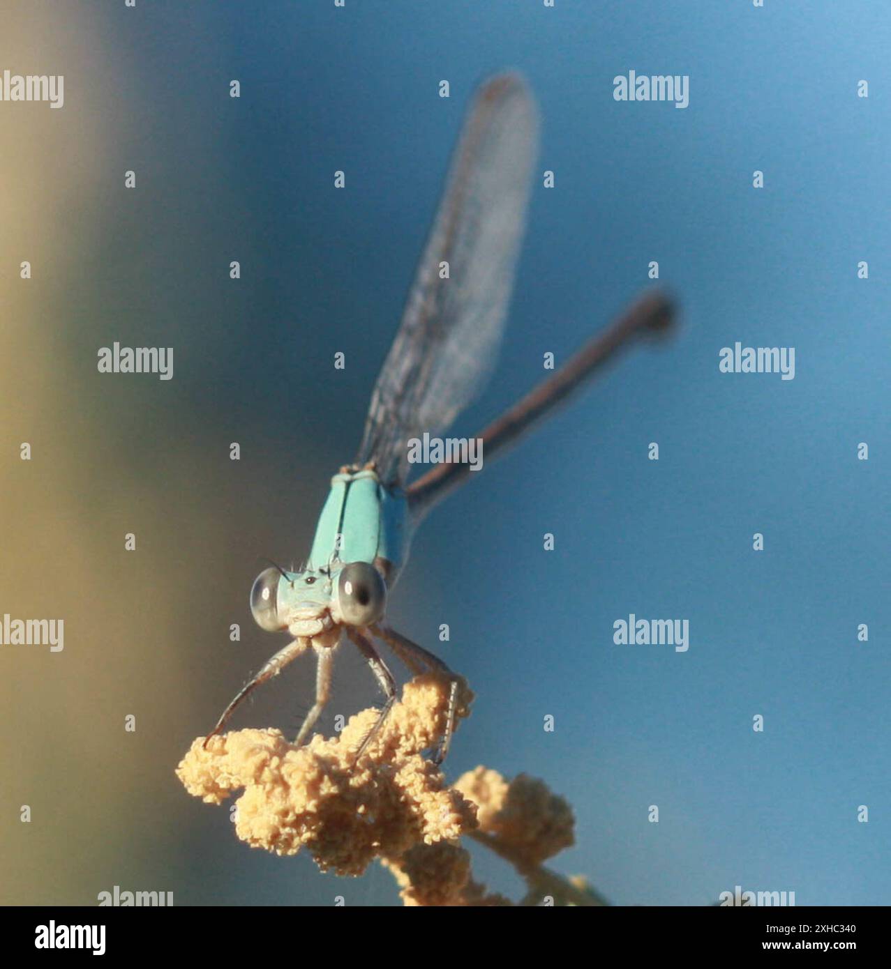 Powdered Dancer (Argia moesta) Henderson, Nevada, United States Stock ...