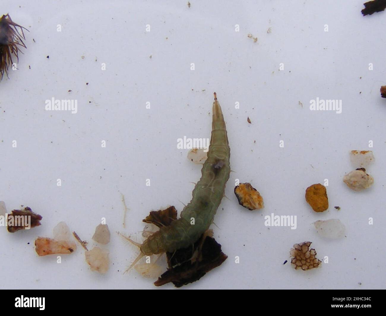 Water Snipe Flies (Athericidae) R45, Franschoek: At LOrmarins Stock ...