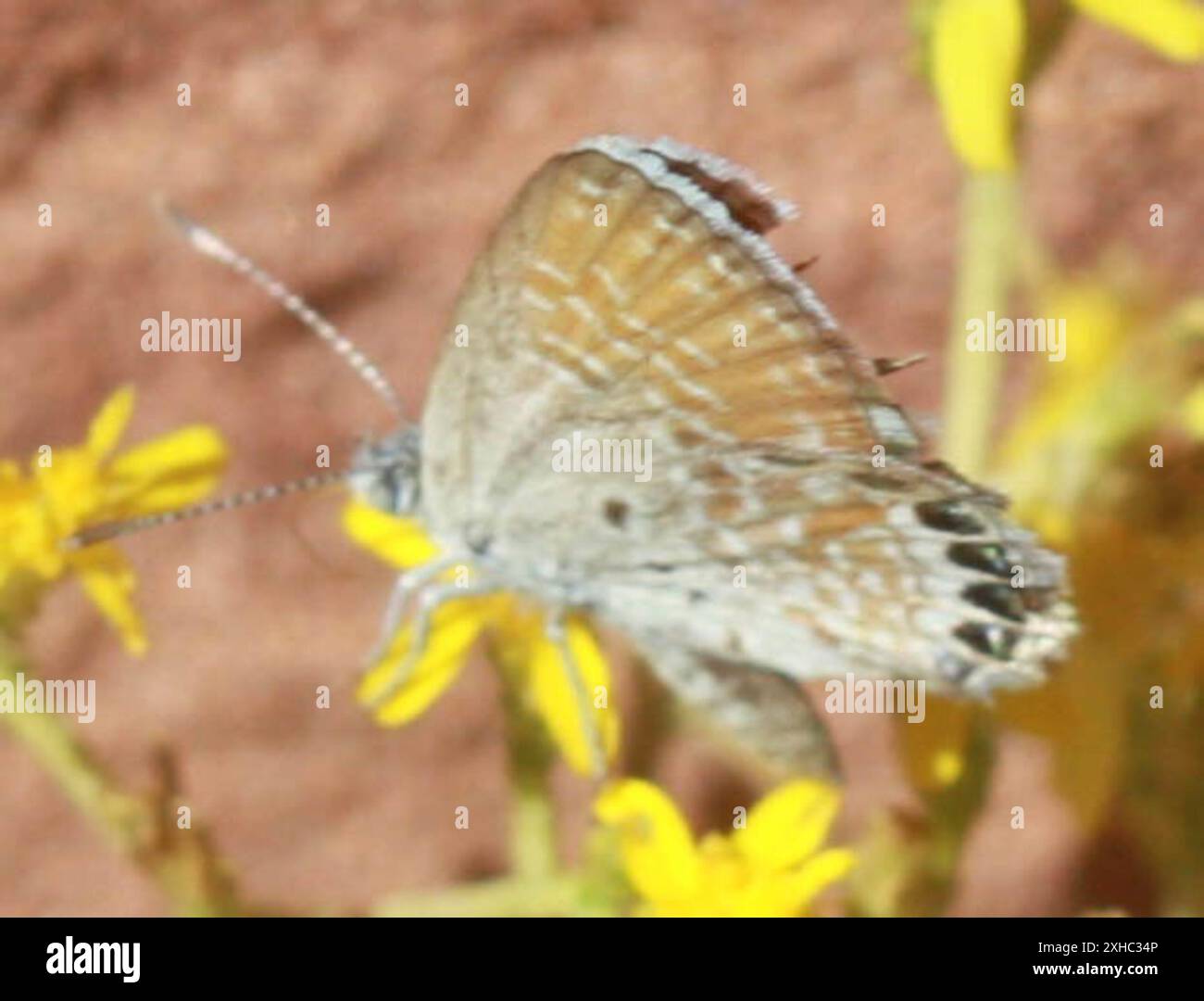 Western Pygmy-Blue (Brephidium exilis) Grand loop trail Stock Photo - Alamy