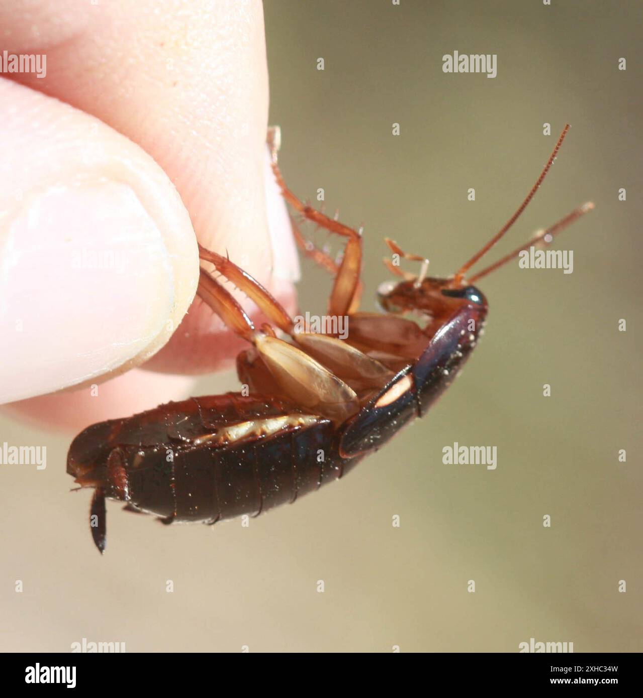 Turkestan Cockroach (Periplaneta lateralis) Wetlands Park LAs Vegas ...