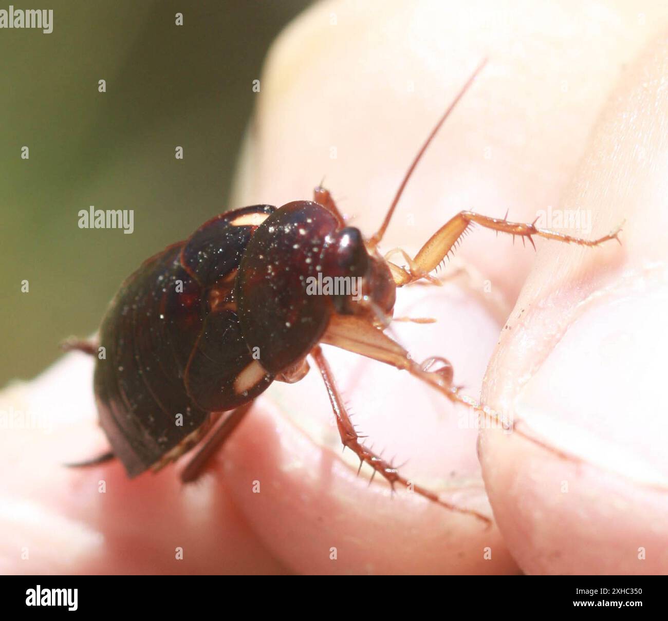 Turkestan Cockroach (Periplaneta lateralis) Wetlands Park LAs Vegas ...