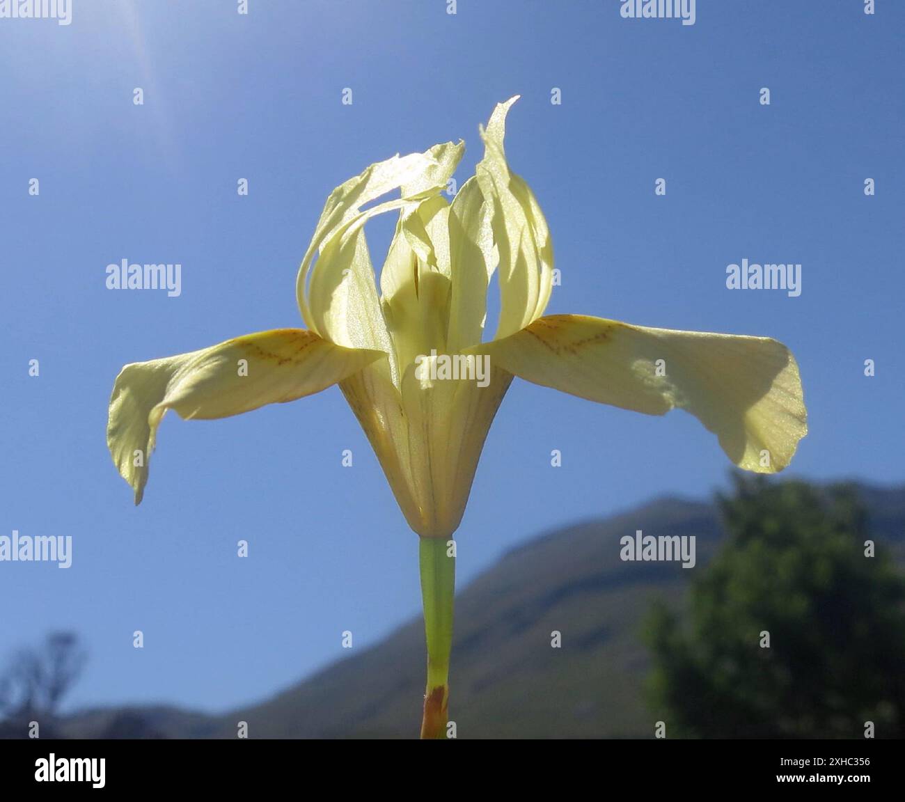Klein drakenstein hi-res stock photography and images - Alamy