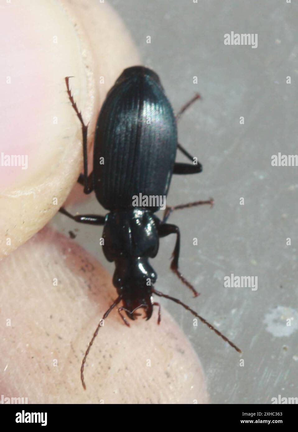 Cosmopolitan Ground Beetle (Laemostenus complanatus) San Francisco ...