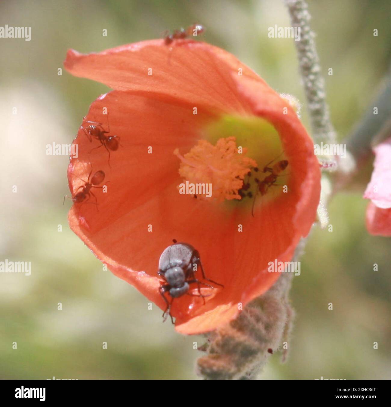 apricot mallow (Sphaeralcea ambigua) Grand loop trail Stock Photo - Alamy