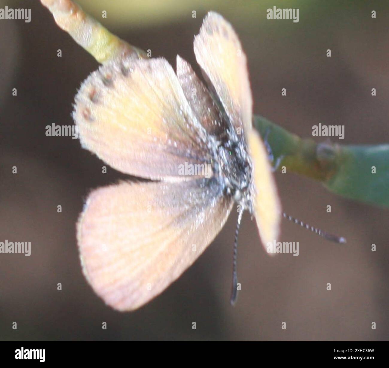 Western Pygmy-Blue (Brephidium exilis) Heron's Head Stock Photo - Alamy