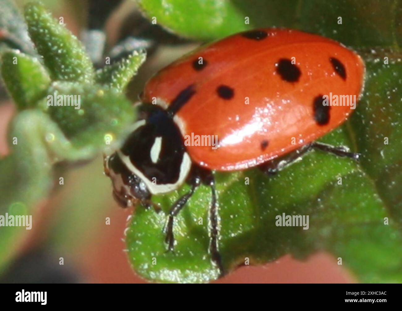 Convergent Lady Beetle (Hippodamia convergens) Daly City, California ...
