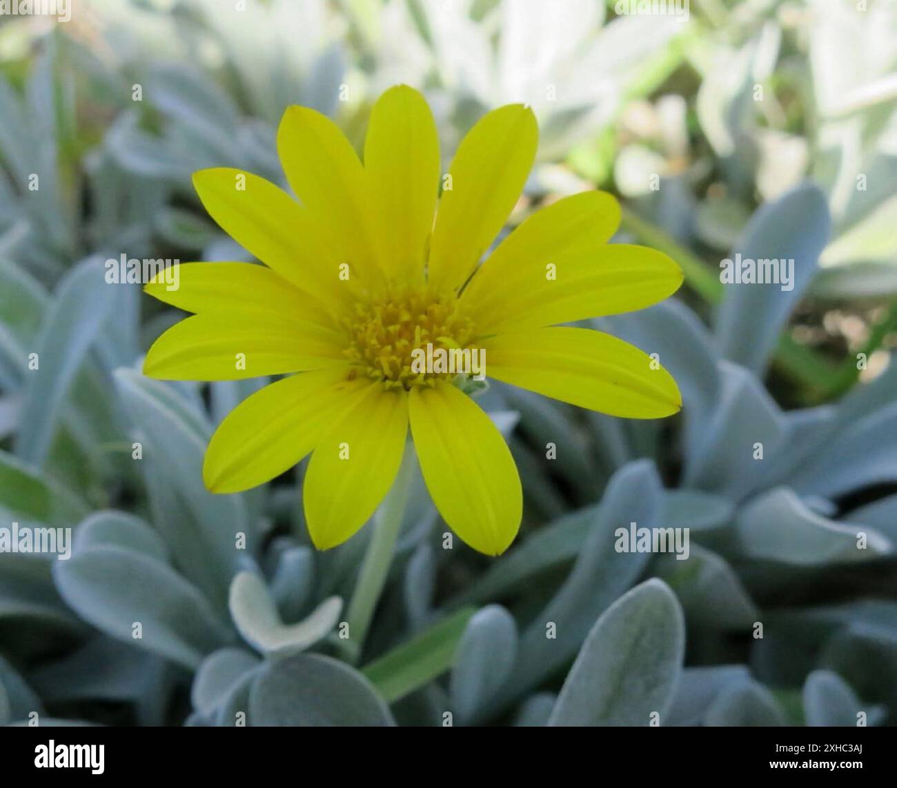 Greyleaf Trailing Gazania (Gazania rigens leucolaena) Coney Glen Stock ...