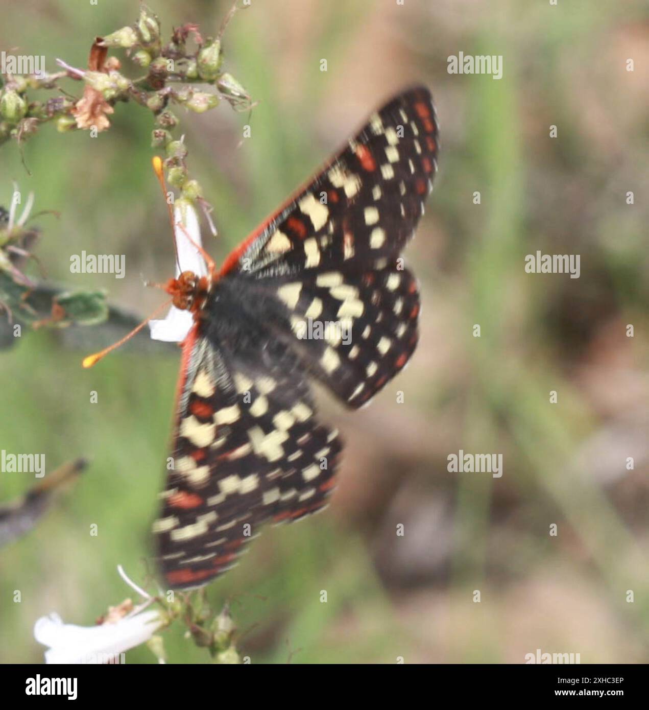 Variable Checkerspot (Euphydryas chalcedona) Calistoga, California ...