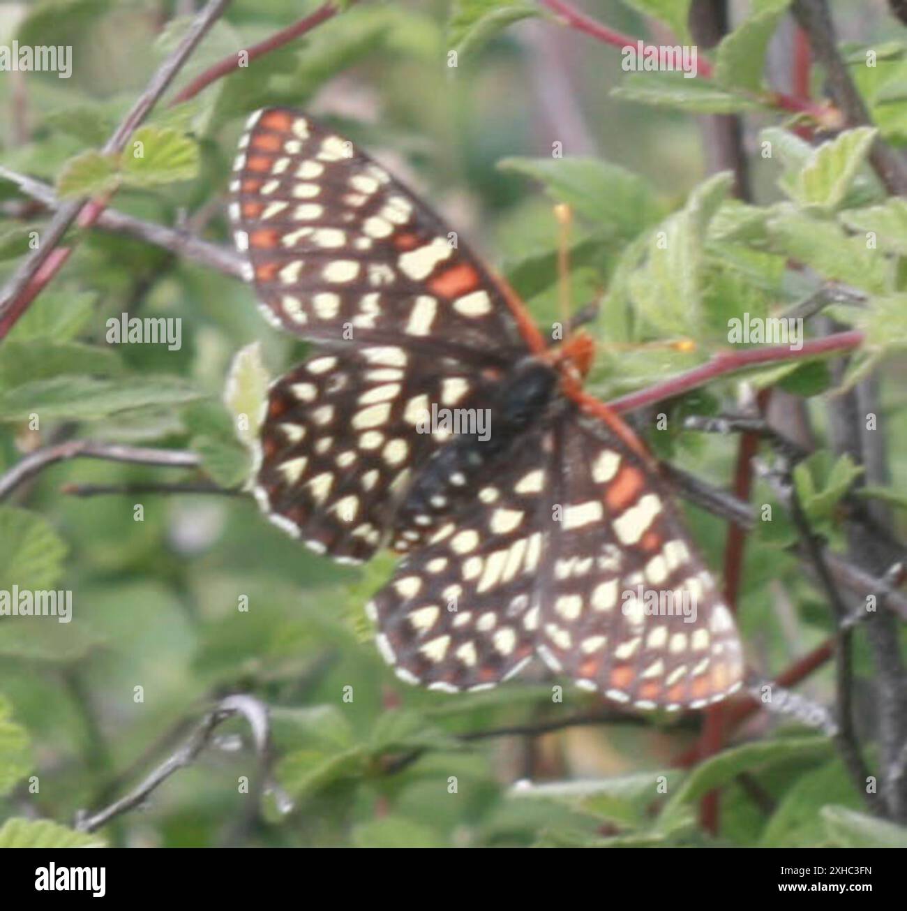 Variable Checkerspot (Euphydryas chalcedona) Calistoga, California ...