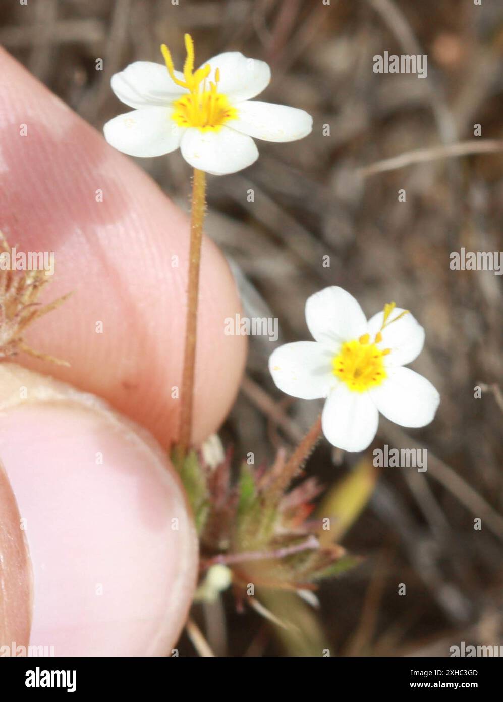 variable linanthus (Leptosiphon parviflorus) Redwood City, California ...