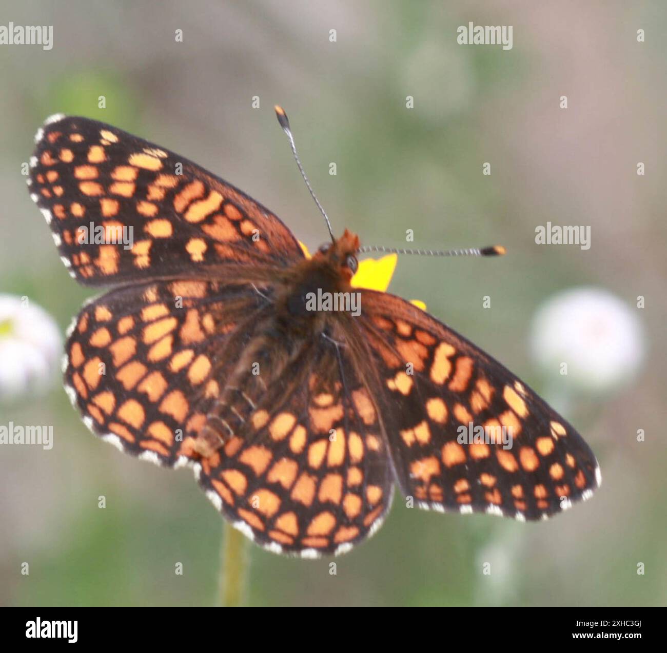 Northern Checkerspot (Chlosyne palla) Calistoga, California, United ...