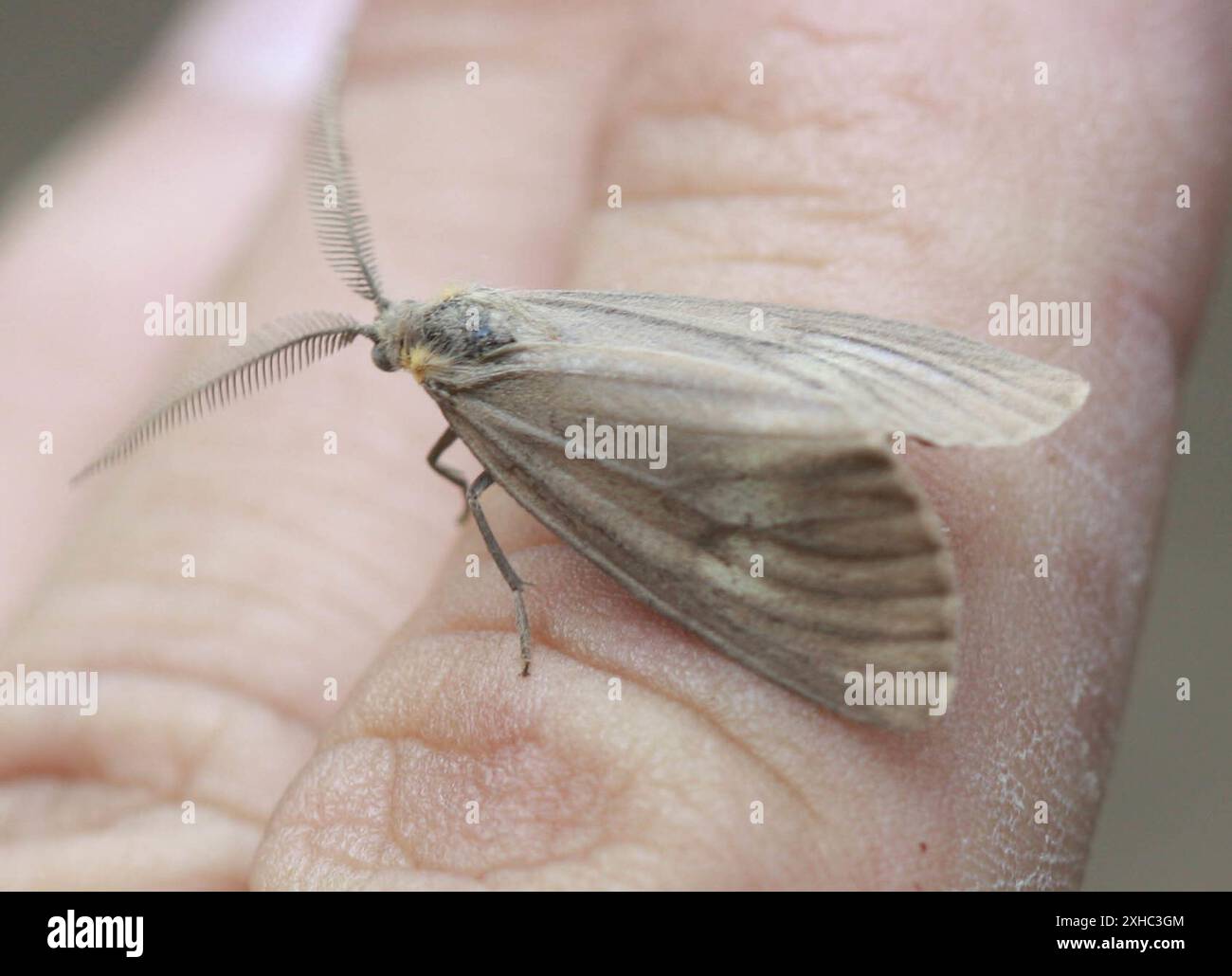 Phryganidia hi-res stock photography and images - Alamy