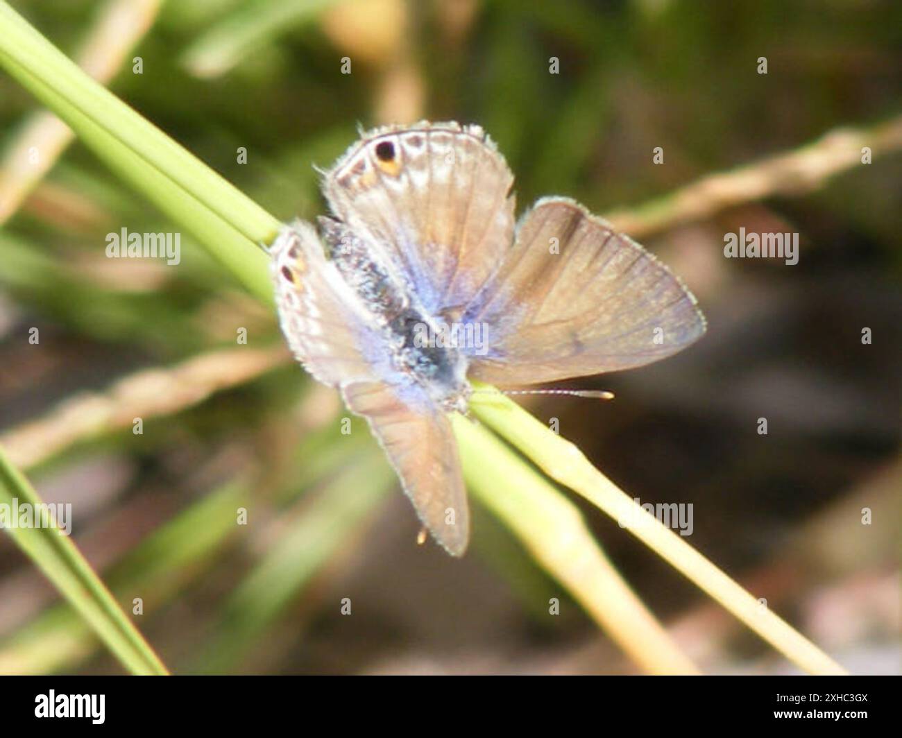 (Anthene) EN1, Maimelane: Miombo savanna Stock Photo - Alamy