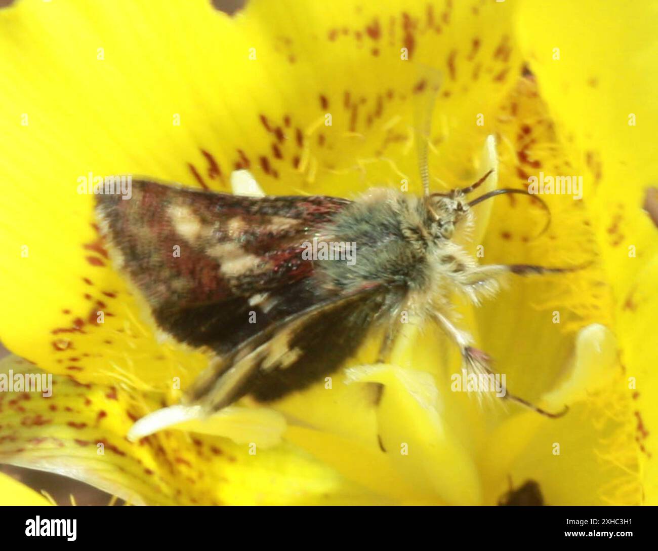 Small Heliothodes Moth (Heliothodes diminutiva) Redwood City ...