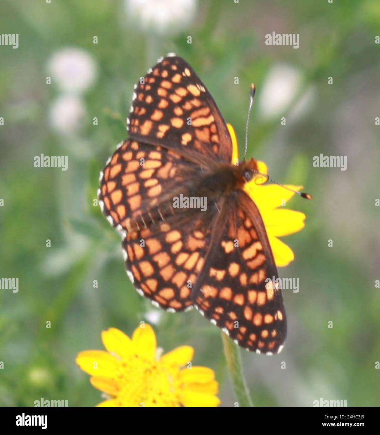 Northern Checkerspot (Chlosyne palla) Calistoga, California, United ...