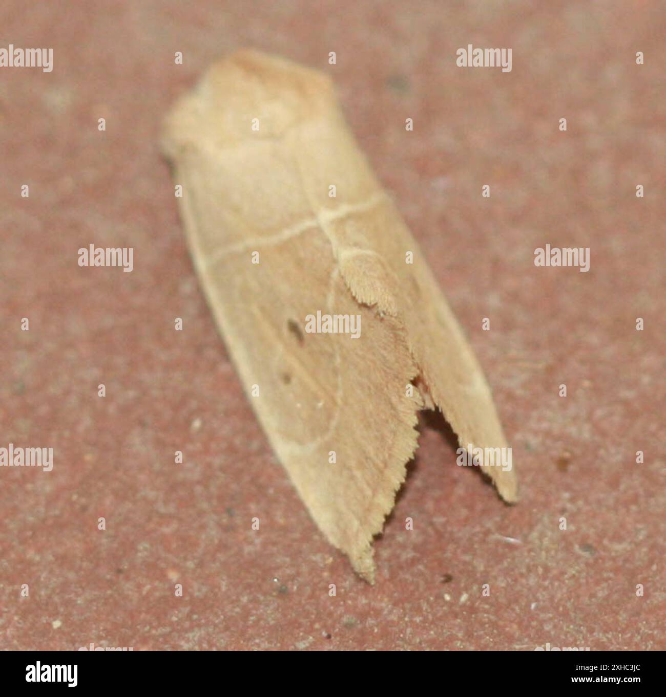 American Dun-bar Moth (Cosmia calami) Healdsburg, CA Stock Photo - Alamy