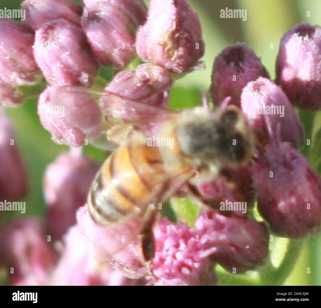 Western Honey Bee (Apis mellifera) Henderson, Nevada, United States ...