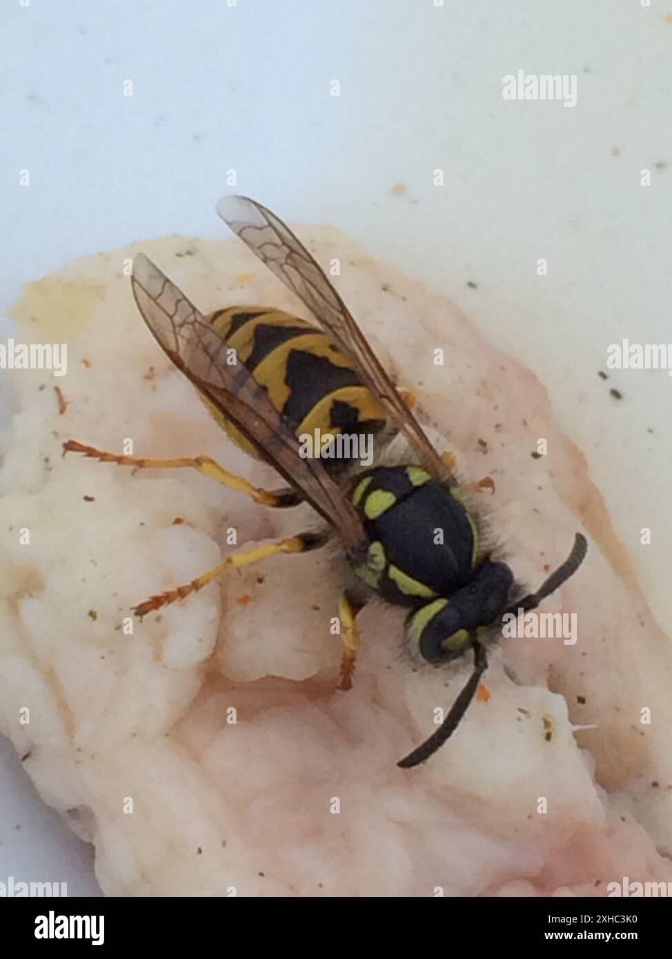 German Yellowjacket (Vespula germanica) 3A Morpeth Place, Blockhouse ...
