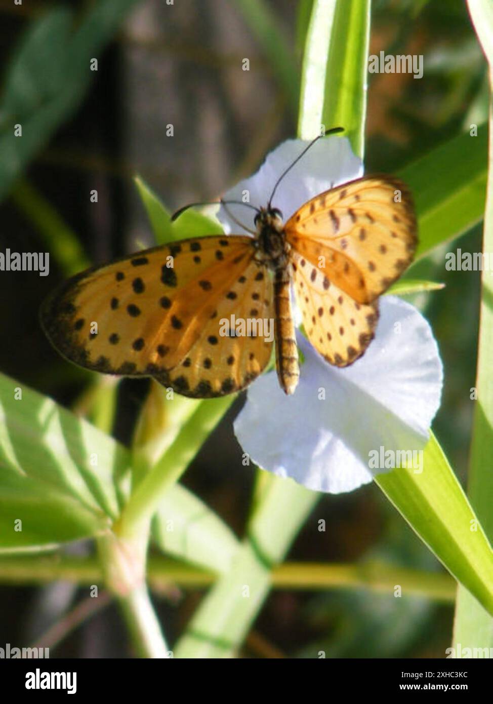 Polka Dot (Pardopsis punctatissima) EN1, Inhassoro: Miombo savanna ...