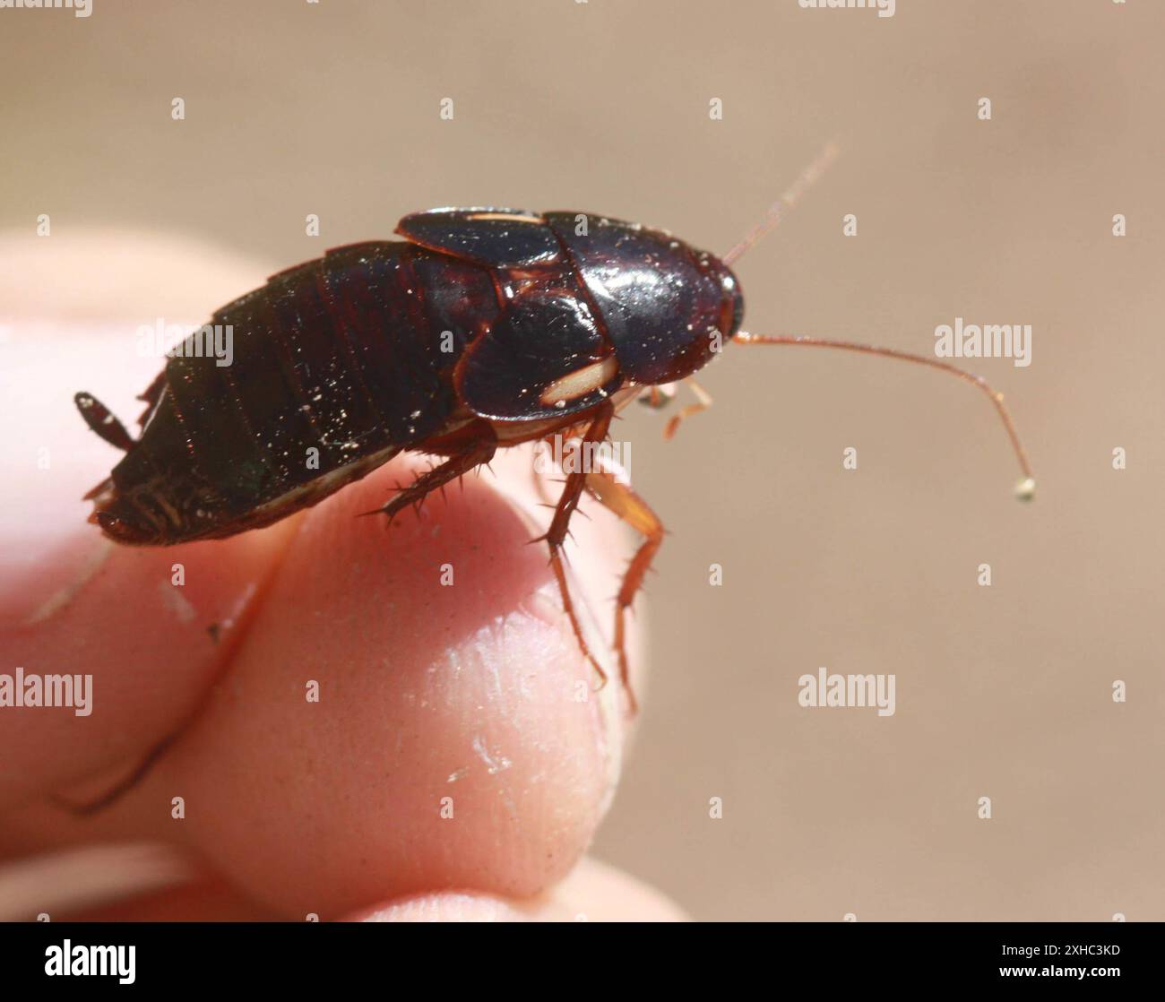 Turkestan Cockroach (Periplaneta lateralis) Wetlands Park LAs Vegas ...
