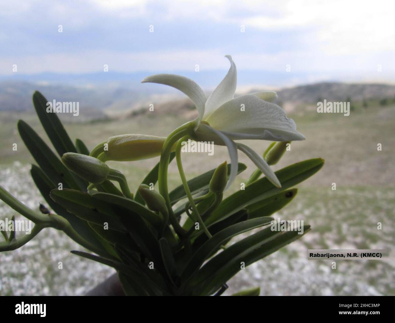 Amoroni hi-res stock photography and images - Alamy