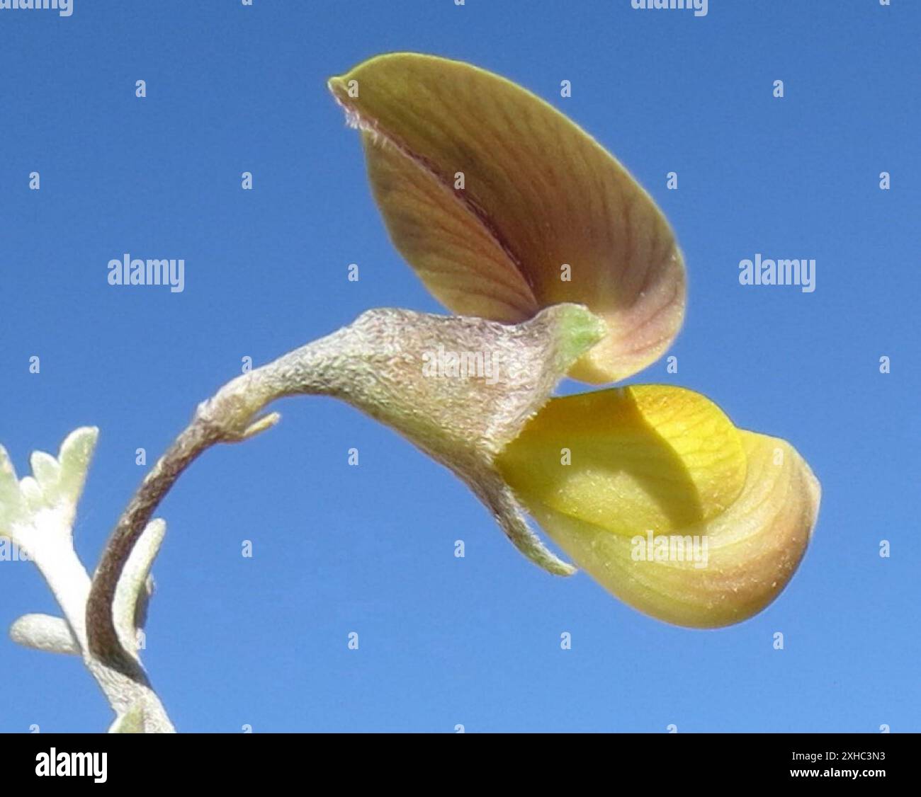 (Lotononis dahlgrenii) On the northern side of the Rooiberg Pass lower ...