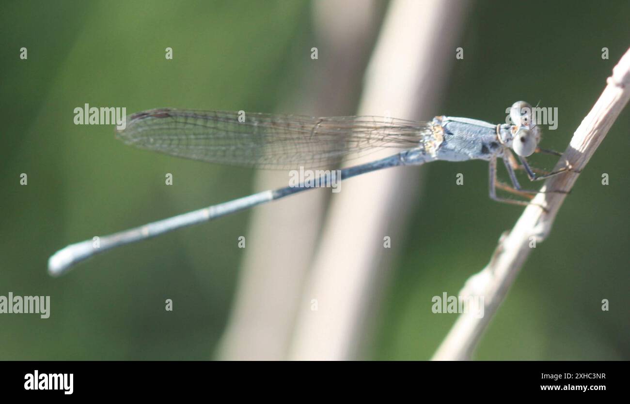 Powdered Dancer (Argia moesta) Henderson, Nevada, United States Stock ...