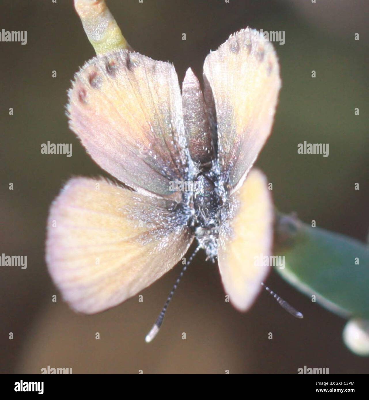 Western Pygmy-Blue (Brephidium exilis) Heron's Head Stock Photo - Alamy
